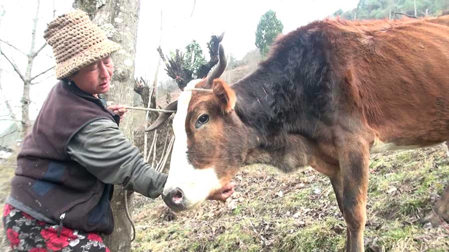 Farmers of six gewogs in Trongsa, Bumthang & Zhemgang to get ...