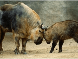 DISCOVER BHUTAN: The Dungkar Dzong in Pangbisa | The Bhutan Live