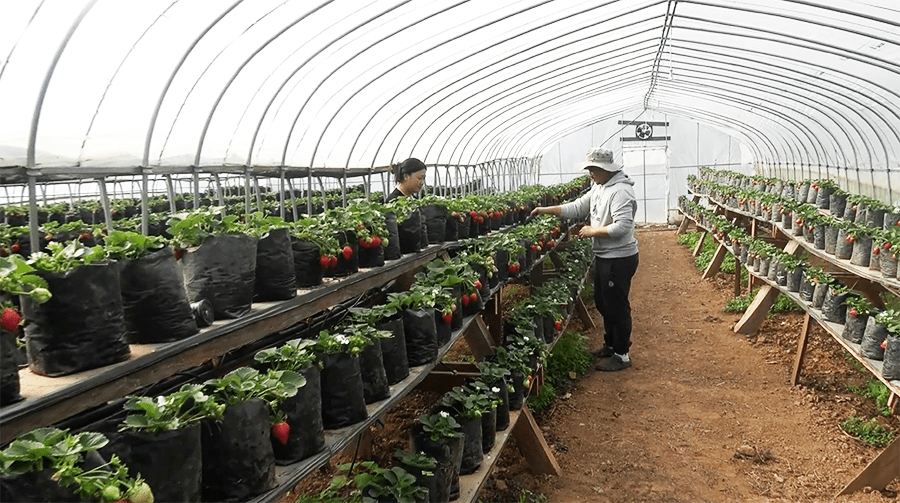 Sweet Harvest: Pioneering Organic Strawberry Farming in Dagana | The ...
