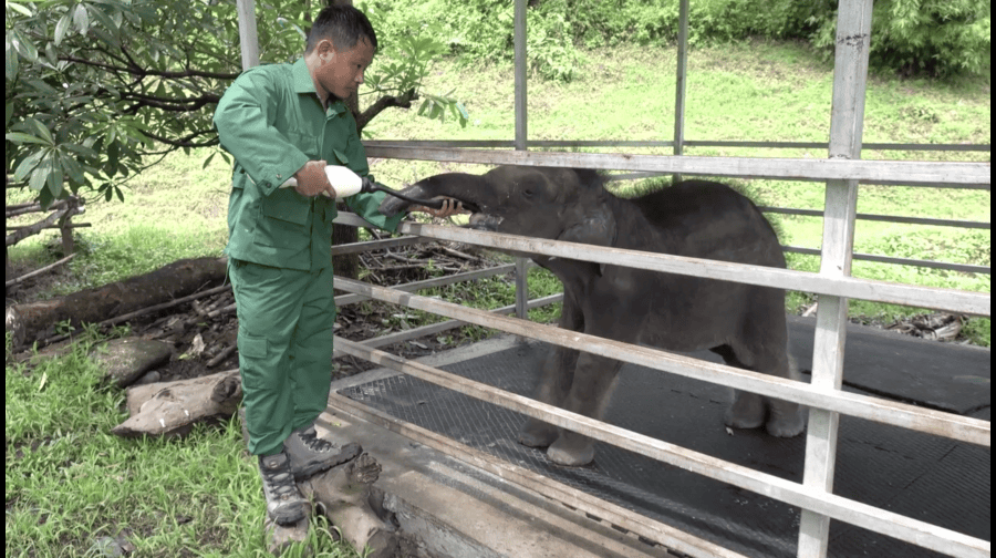 Orphaned Elephant Calf Finds a New Family at Jomotshangkha Wildlife ...